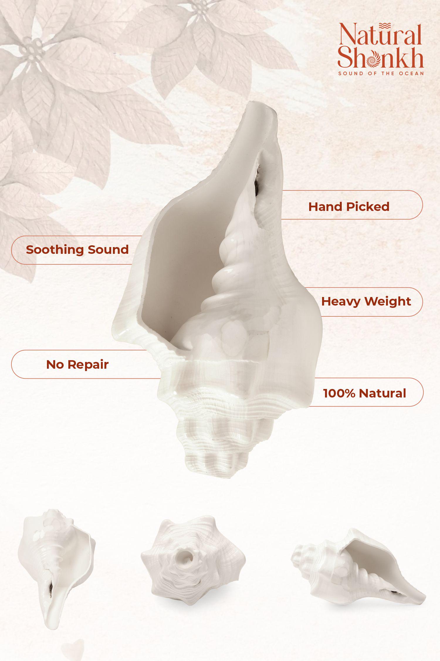 Garuda Shankh | White Conch Shell for Blowing, Puja & Hindu Worship - Etsy