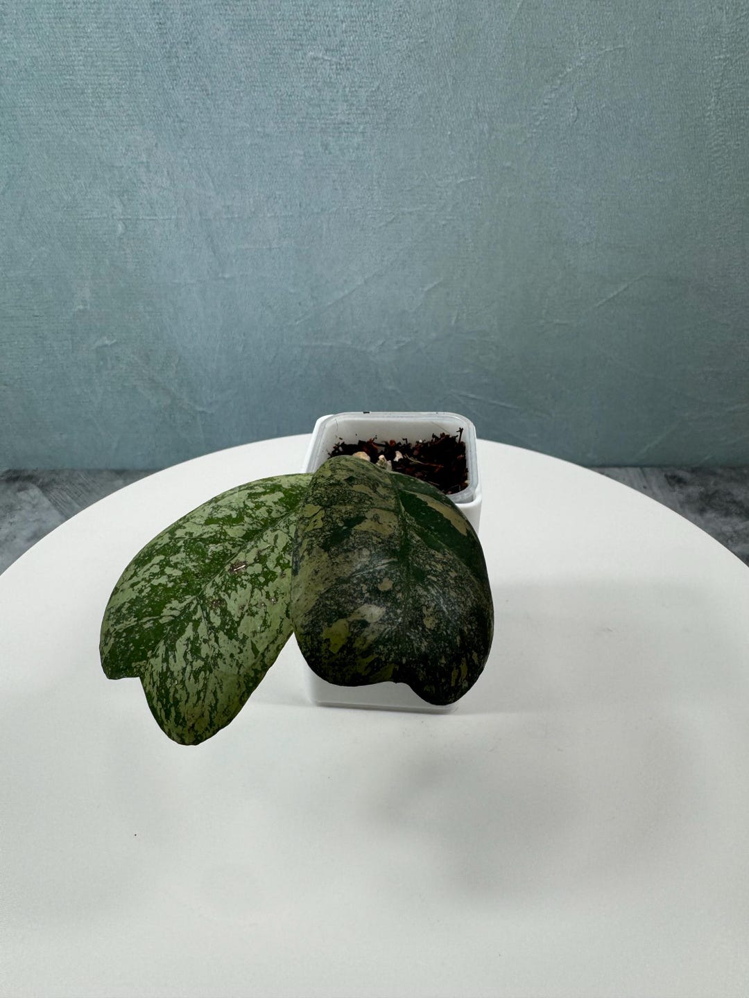 Hoya Deykeae Morning Dew. Rare Unicorn Hoya, Indoor Plant, Collector ...