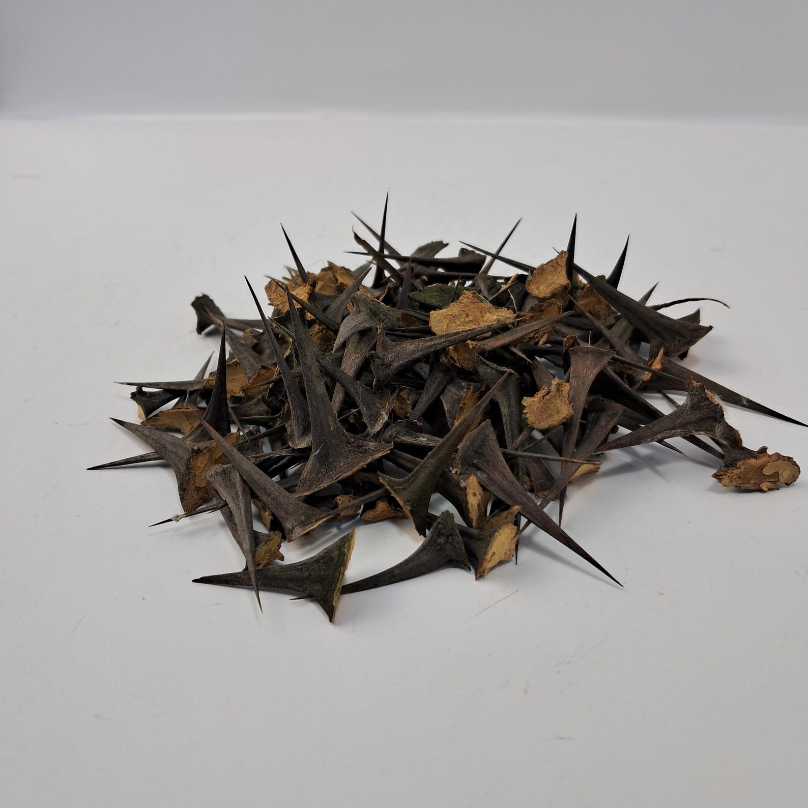 Dried Acacia Thorns: Natural Spikes for Rustic Art & Witchcraft - Etsy