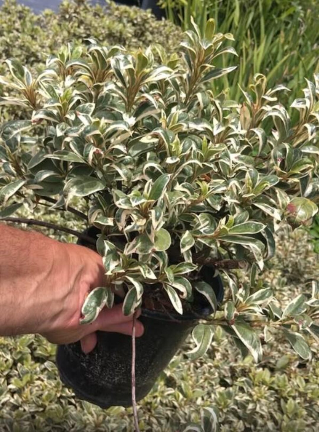 Variegated Azalea Silver Sword Live Plant - 6-8" Tall - Ship No Pot ...