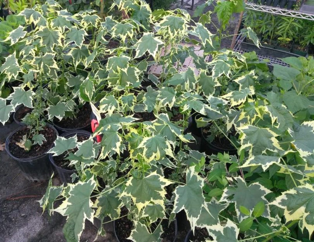 Abutilon Variegated Green Apricot Live Plant - 4 to 6 Inch Tall - Ship ...