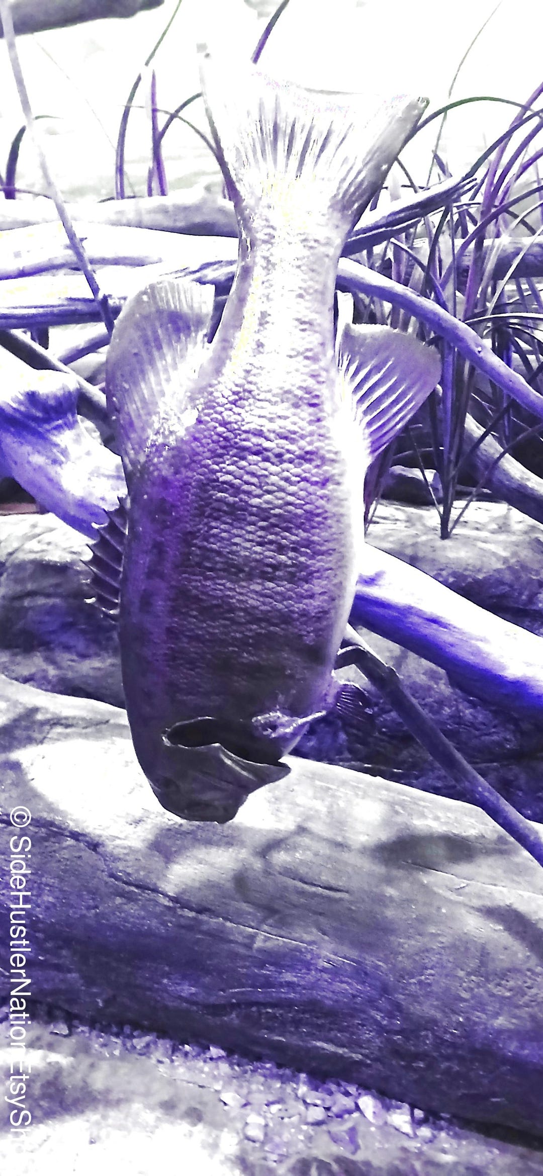 Upside Down Fish Digital Print - Etsy
