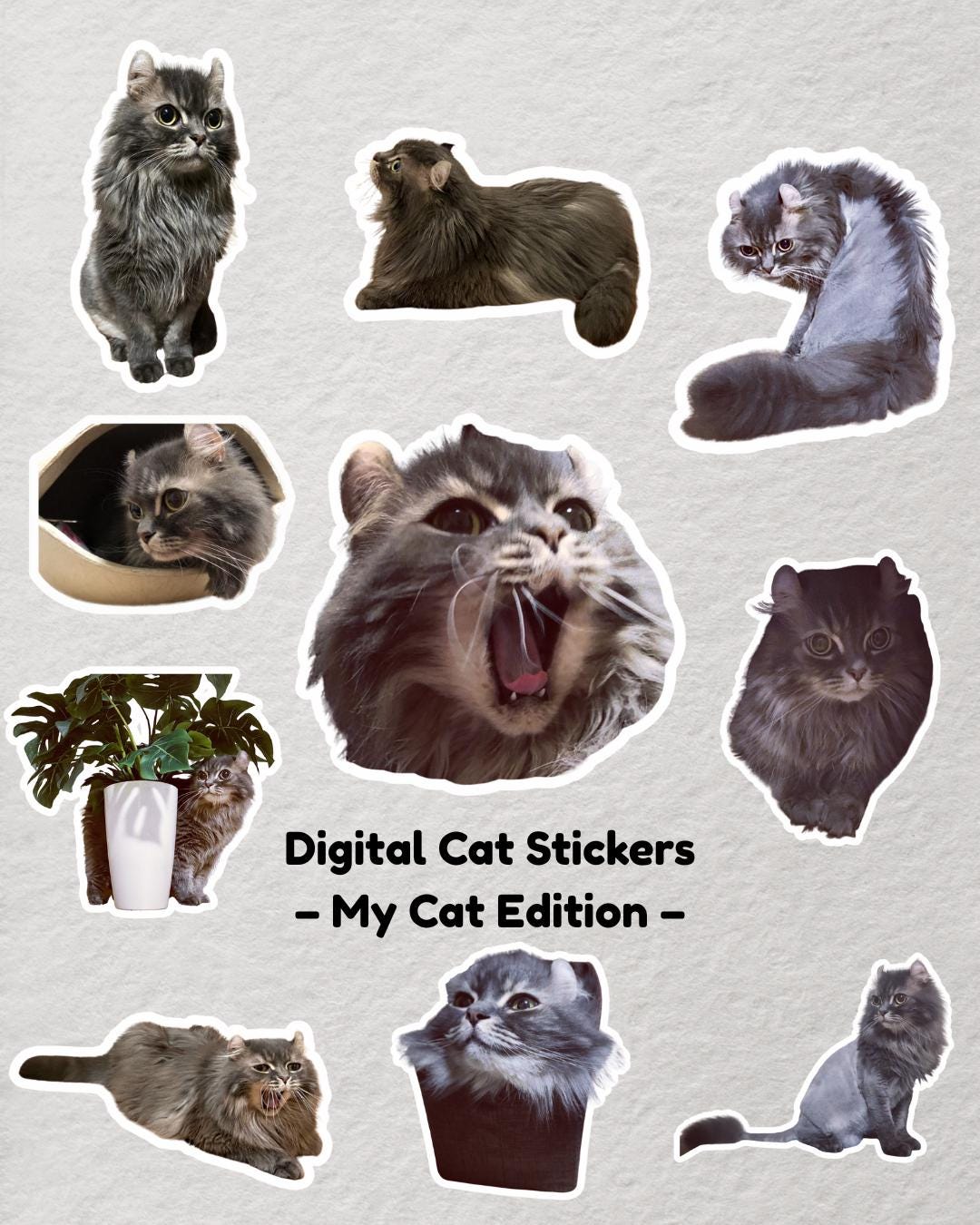Printable Cat Stickers – PNG Set With Home Printing Guide | DIY Digital ...