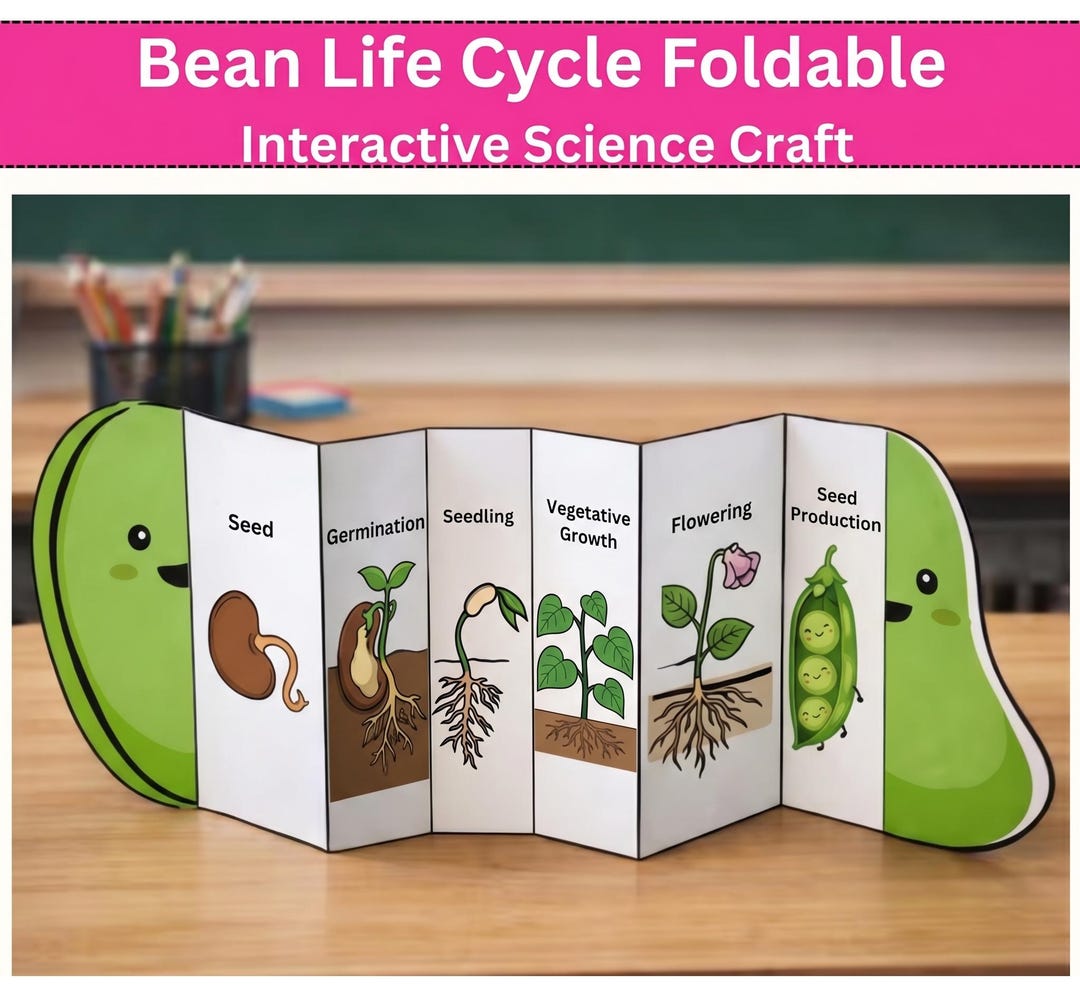 Bean Life Cycle Foldable Booklet - Plant Science Craft & Sequencing ...