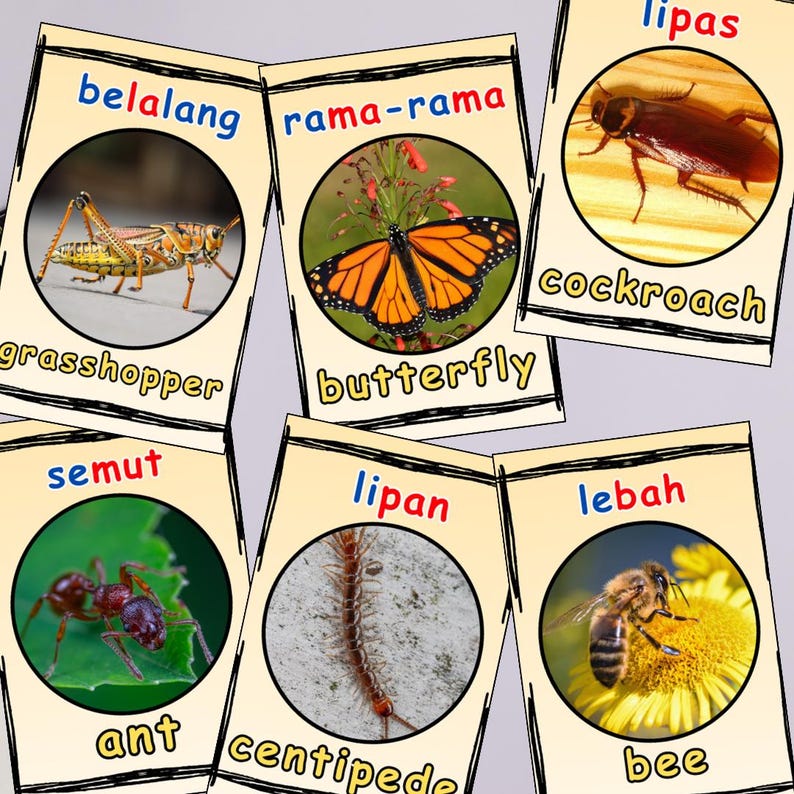 Bilingual Insect Flashcards: English-malay Bug Learning (PDF Download ...