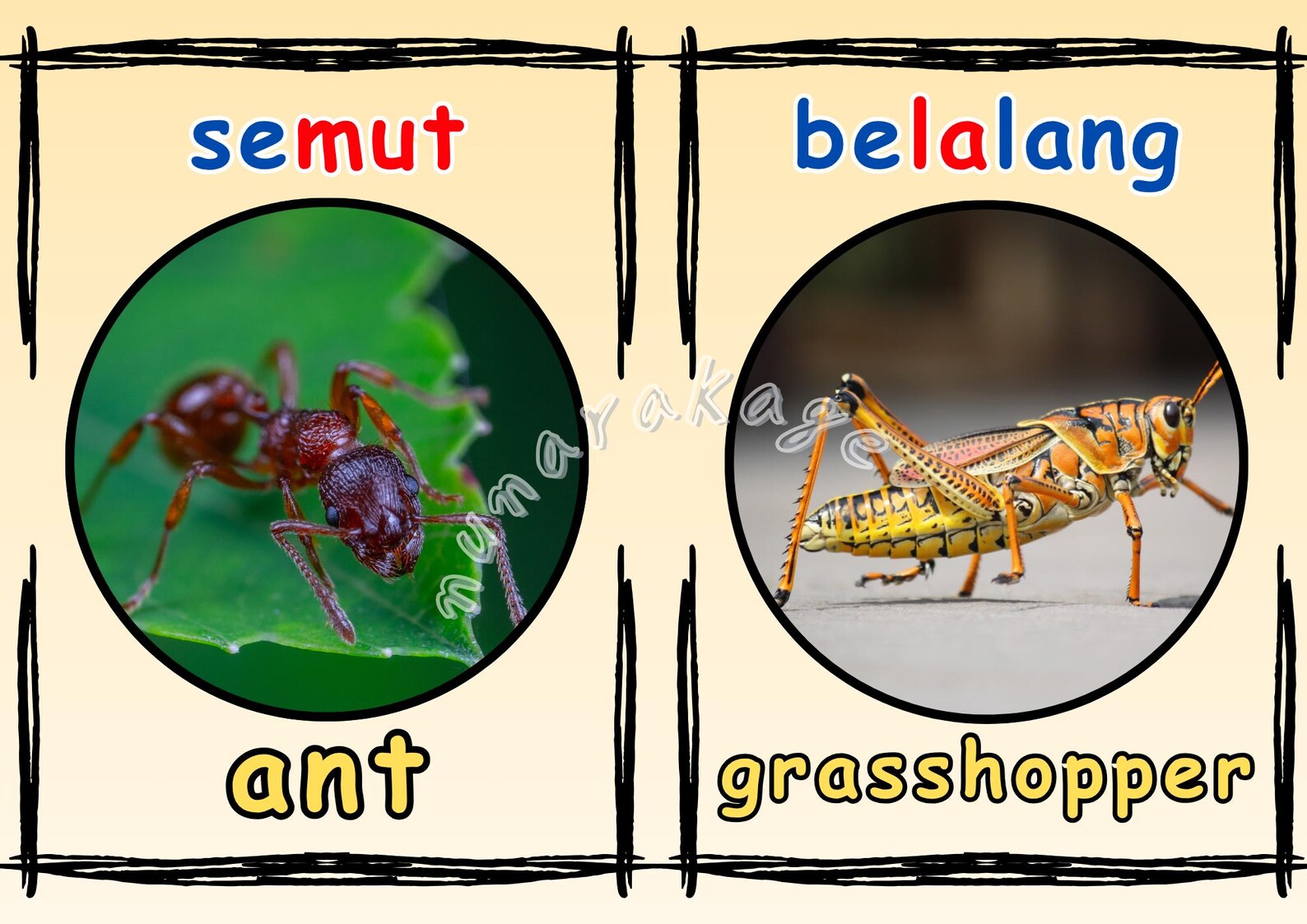 Bilingual Insect Flashcards: English-malay Bug Learning (PDF Download ...