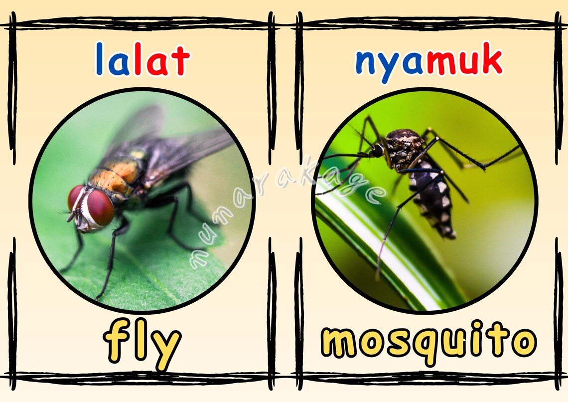 Bilingual Insect Flashcards: English-malay Bug Learning (PDF Download ...