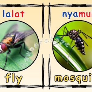 Bilingual Insect Flashcards: English-malay Bug Learning (PDF Download ...
