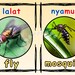 Bilingual Insect Flashcards: English-malay Bug Learning (PDF Download ...