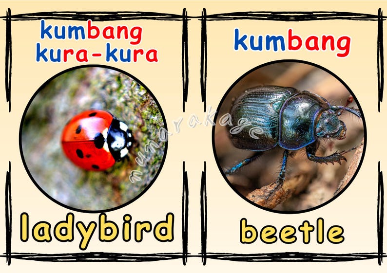 Bilingual Insect Flashcards: English-malay Bug Learning (PDF Download ...