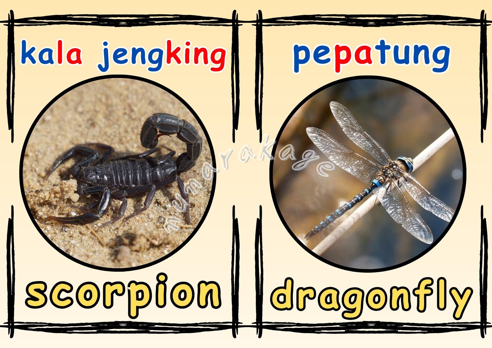 Bilingual Insect Flashcards: English-malay Bug Learning (PDF Download ...