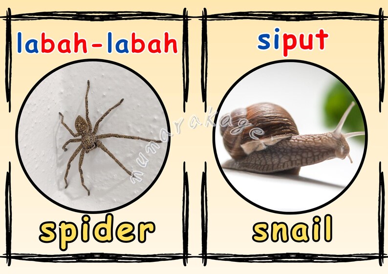 Bilingual Insect Flashcards: English-malay Bug Learning (PDF Download ...