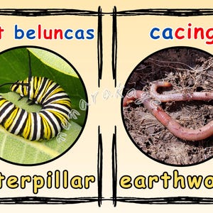 Bilingual Insect Flashcards: English-malay Bug Learning (PDF Download ...