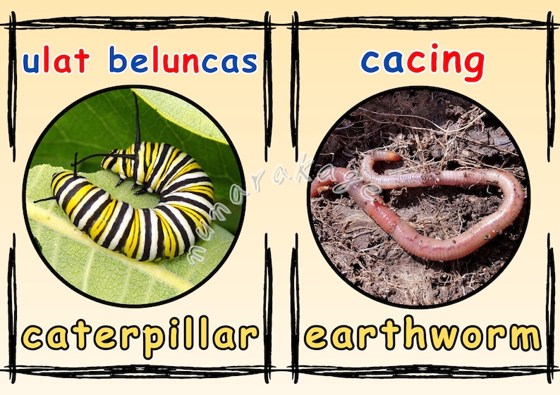 Bilingual Insect Flashcards: English-malay Bug Learning (PDF Download ...
