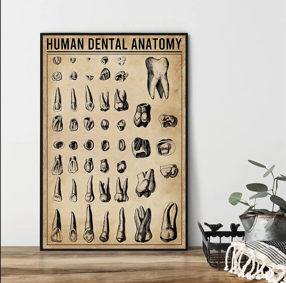 Human Dental Anatomy Poster Human Teeth Print Human Teeth - Etsy