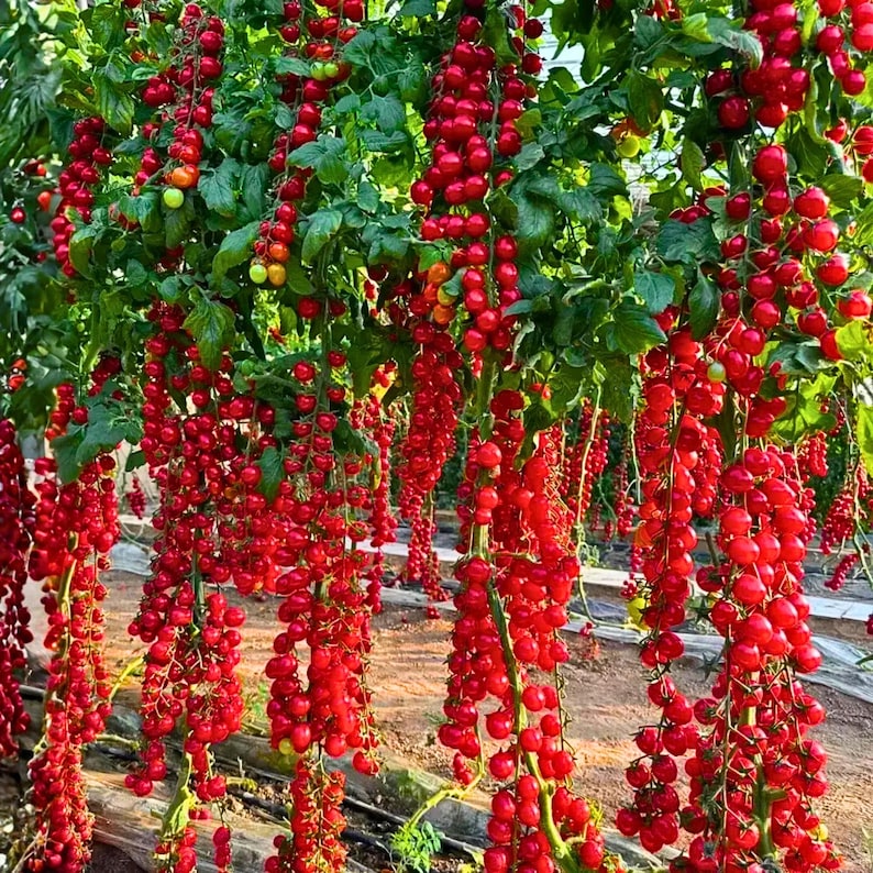 150 Waterfall Cherry Tomato Seeds – Trailing Variety for Hanging ...