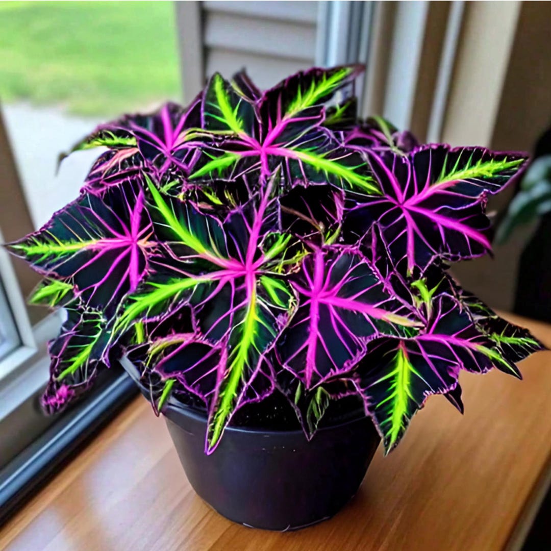 100 Giant Exhibition Coleus Seeds Colorful Foliage Mix | Vibrant ...