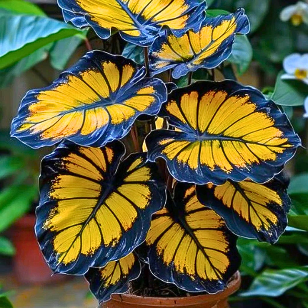25 Sunburst Calathea Seeds Rare Tropical Foliage Seeds – Striking ...