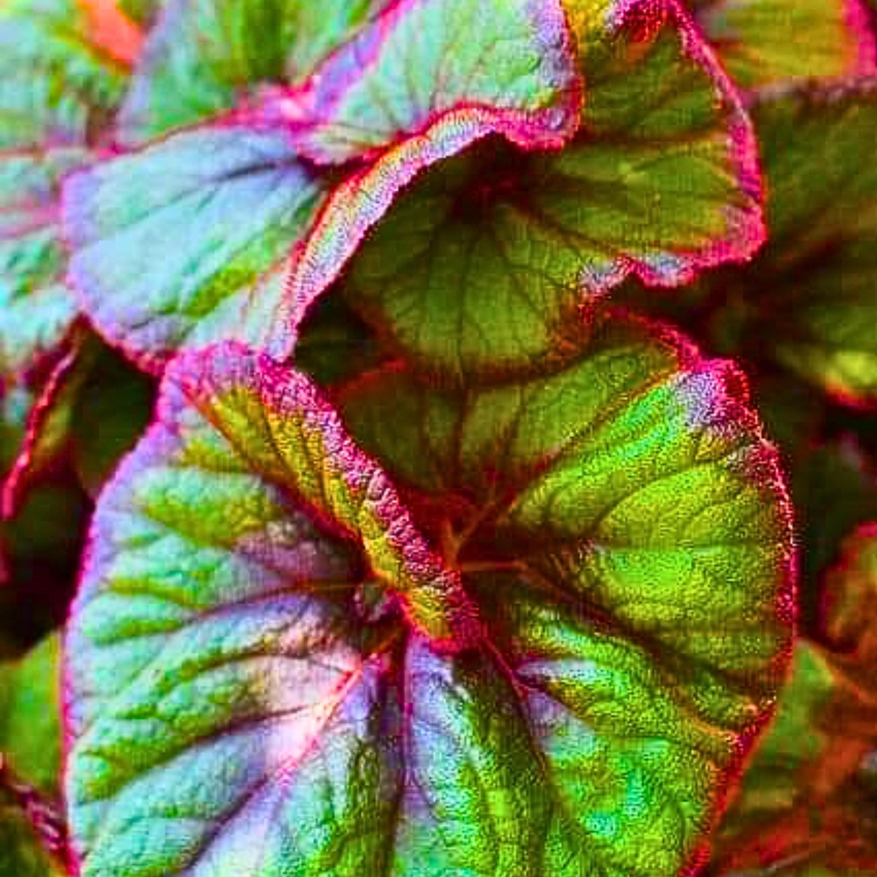 25 Curly Fireflush Begonia Seeds – Unique Curly Foliage and Red-tinged ...