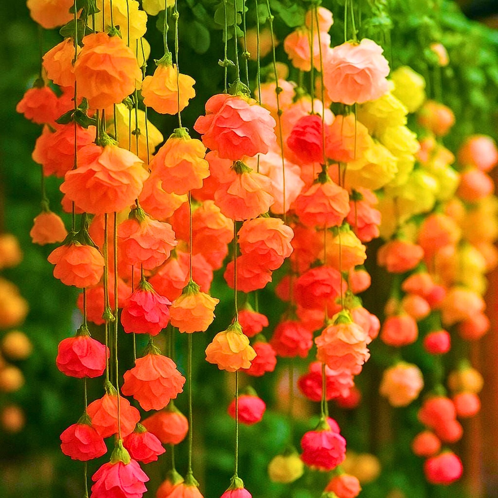 25 Rainbow Weeping Begonia Seeds – Cascading Colorful Begonia for ...