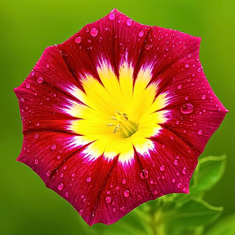 25 Red Ensign Dwarf Morning Glory Seeds | Compact Container Vine - Etsy