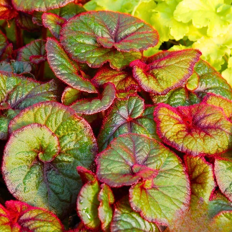 25 Curly Fireflush Begonia Seeds – Unique Curly Foliage and Red-tinged ...