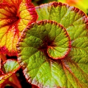 25 Curly Fireflush Begonia Seeds – Unique Curly Foliage and Red-tinged ...