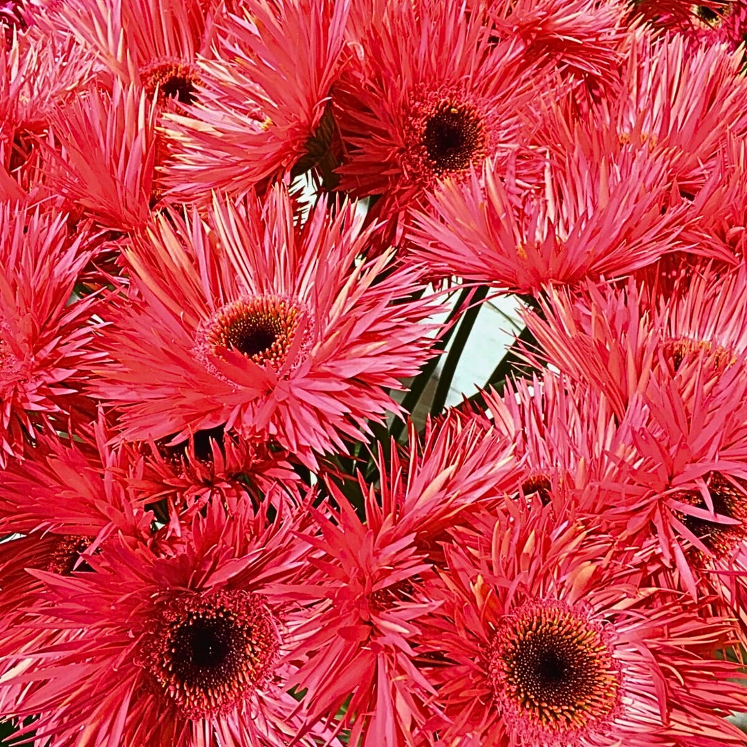 50 Pink Gerbera Spider Daisy Seeds – Unique Spiky Bloom Flowers ...