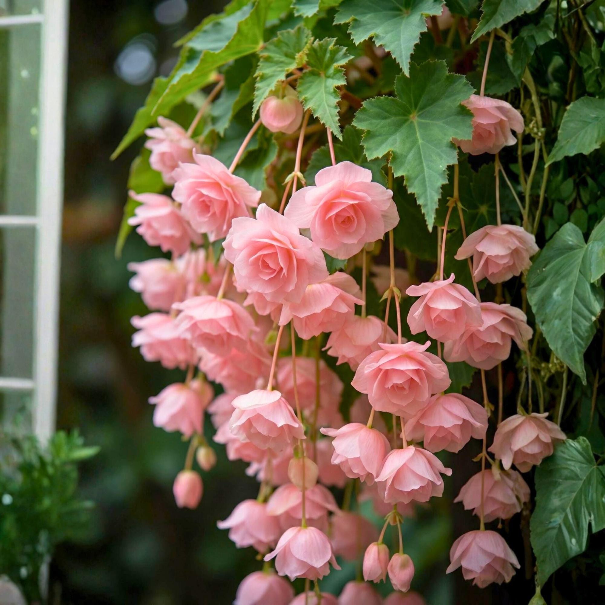 25 Light Pink Weeping Begonia Seeds – Cascading Ornamental Flower for ...