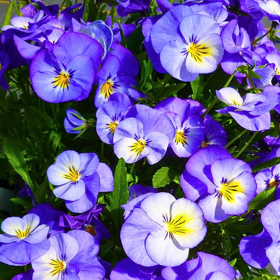 200 Wave Blue Skies Pansy Seeds for Garden Planting | Trailing Viola ...