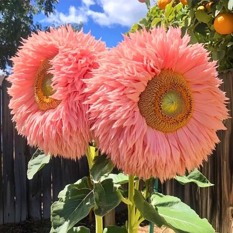 50 Pink Giant Teddy Bear Sunflower Seeds Fluffy Double Blooms | Unique ...