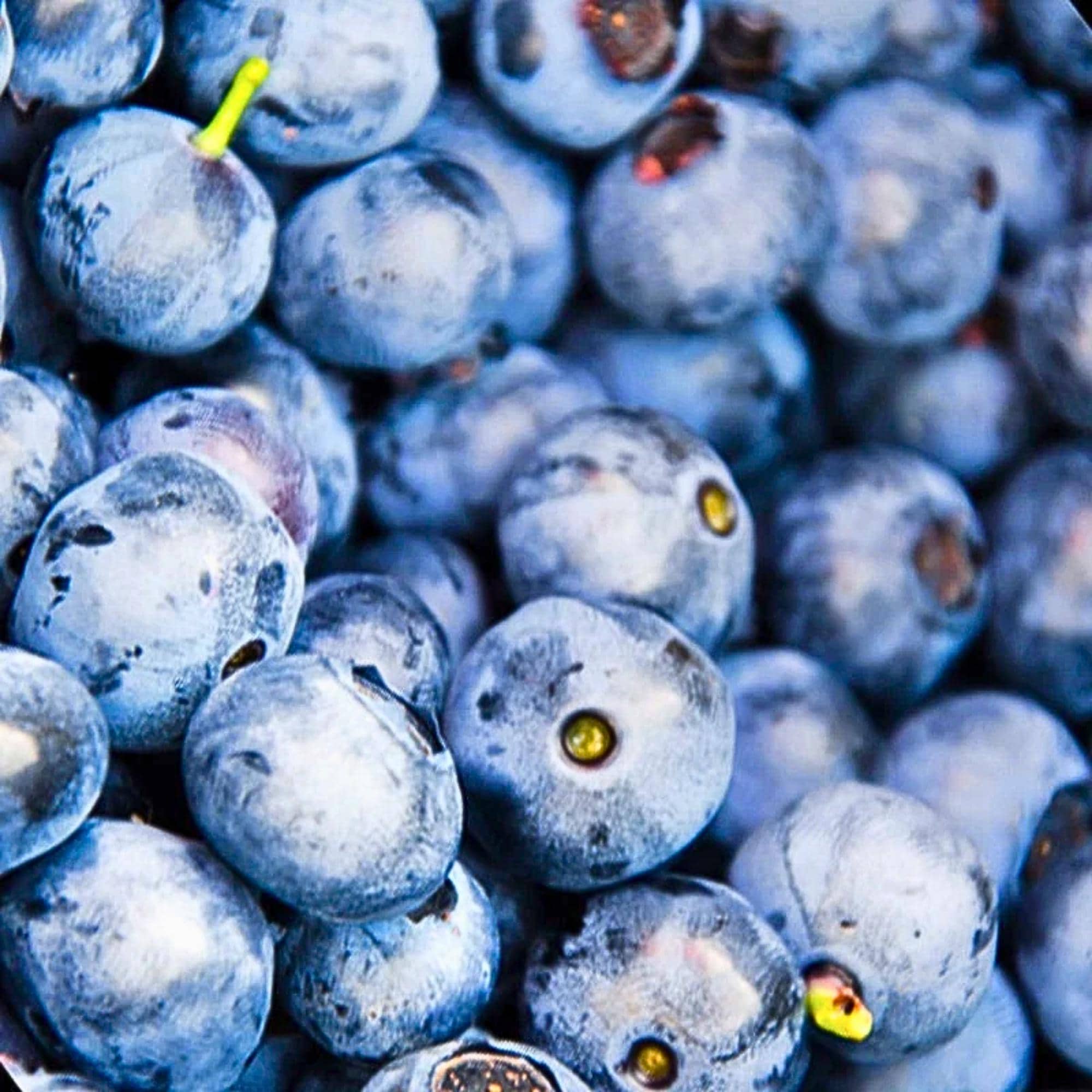 100 European Bilberry Blueberry Seeds | Vaccinium Myrtillus | Hardy ...