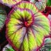 25 Curly Fireflush Begonia Seeds – Unique Curly Foliage and Red-tinged ...
