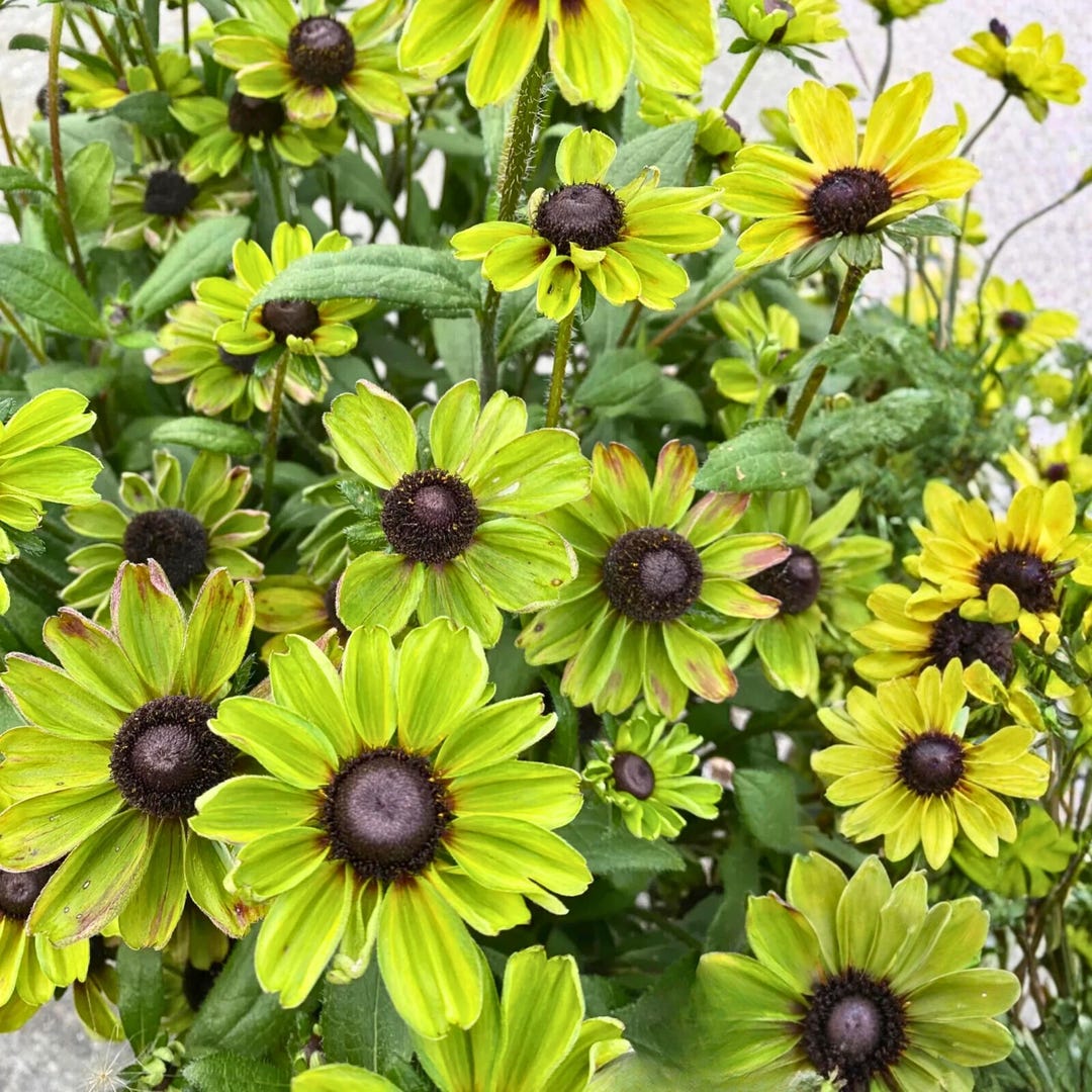 200 Enchanted Forest Rudbeckia Seeds – Colorful Black-eyed Susan Mix ...
