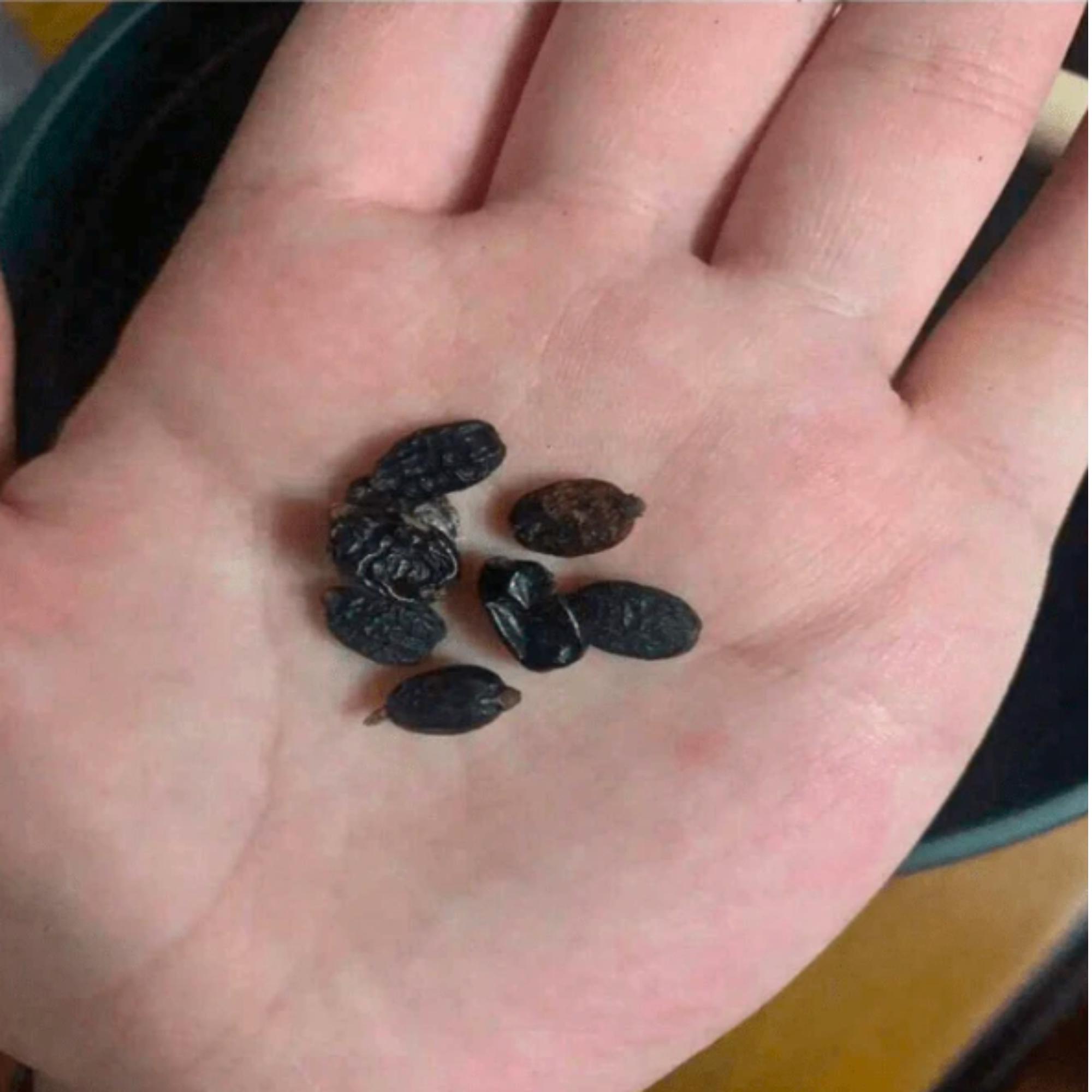 100 Bicolor Variegated Taro Seeds | Colocasia Esculenta | Gradient ...