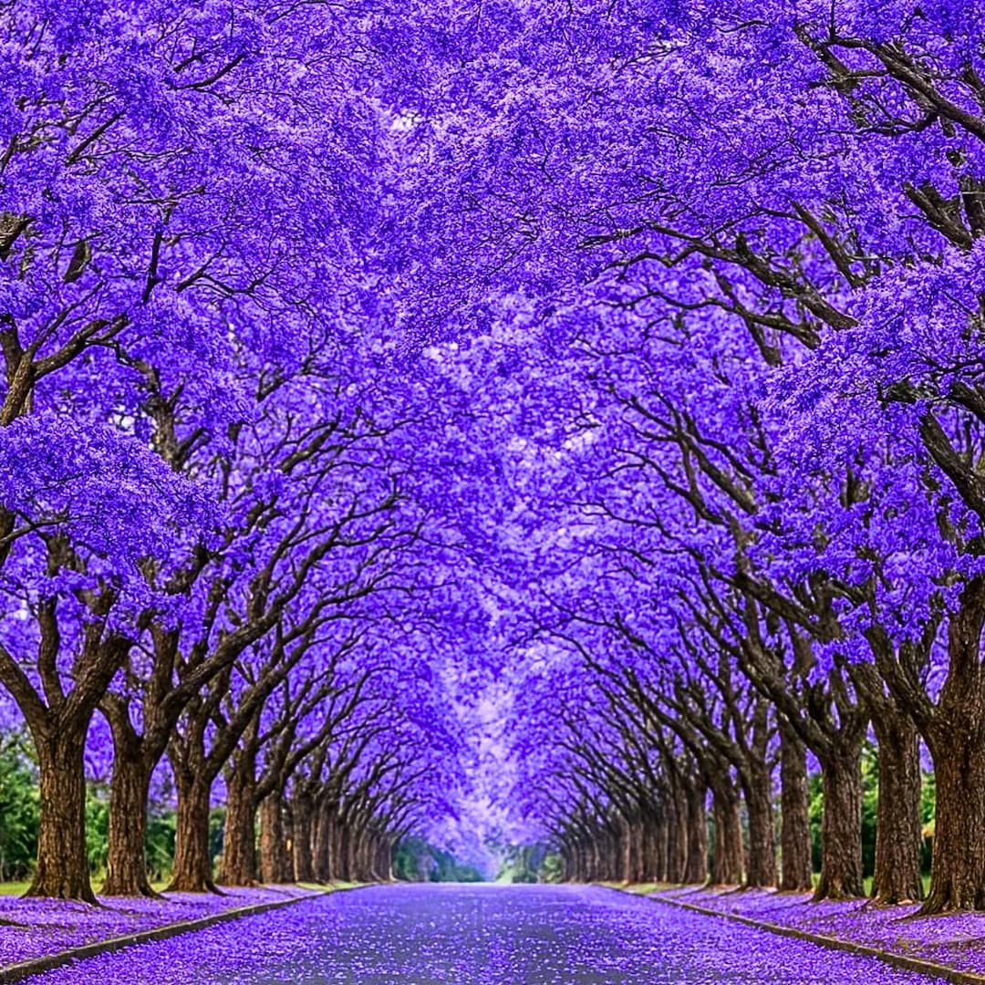 20 Blue Jacaranda Seeds – Jacaranda Mimosifolia Fern Tree for Garden ...