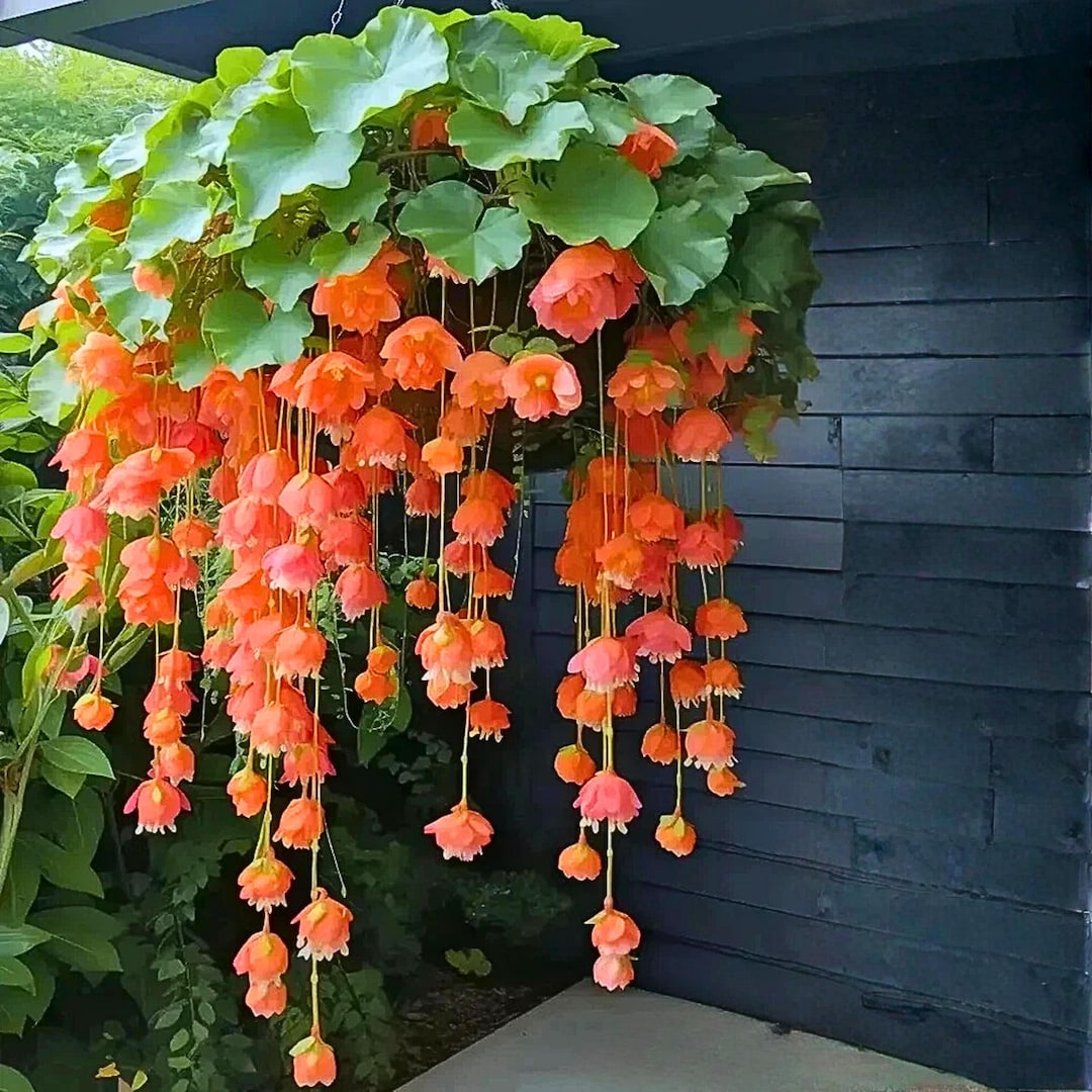 25 Orange Weeping Begonia Seeds Cascading Hanging Basket Flowers Etsy