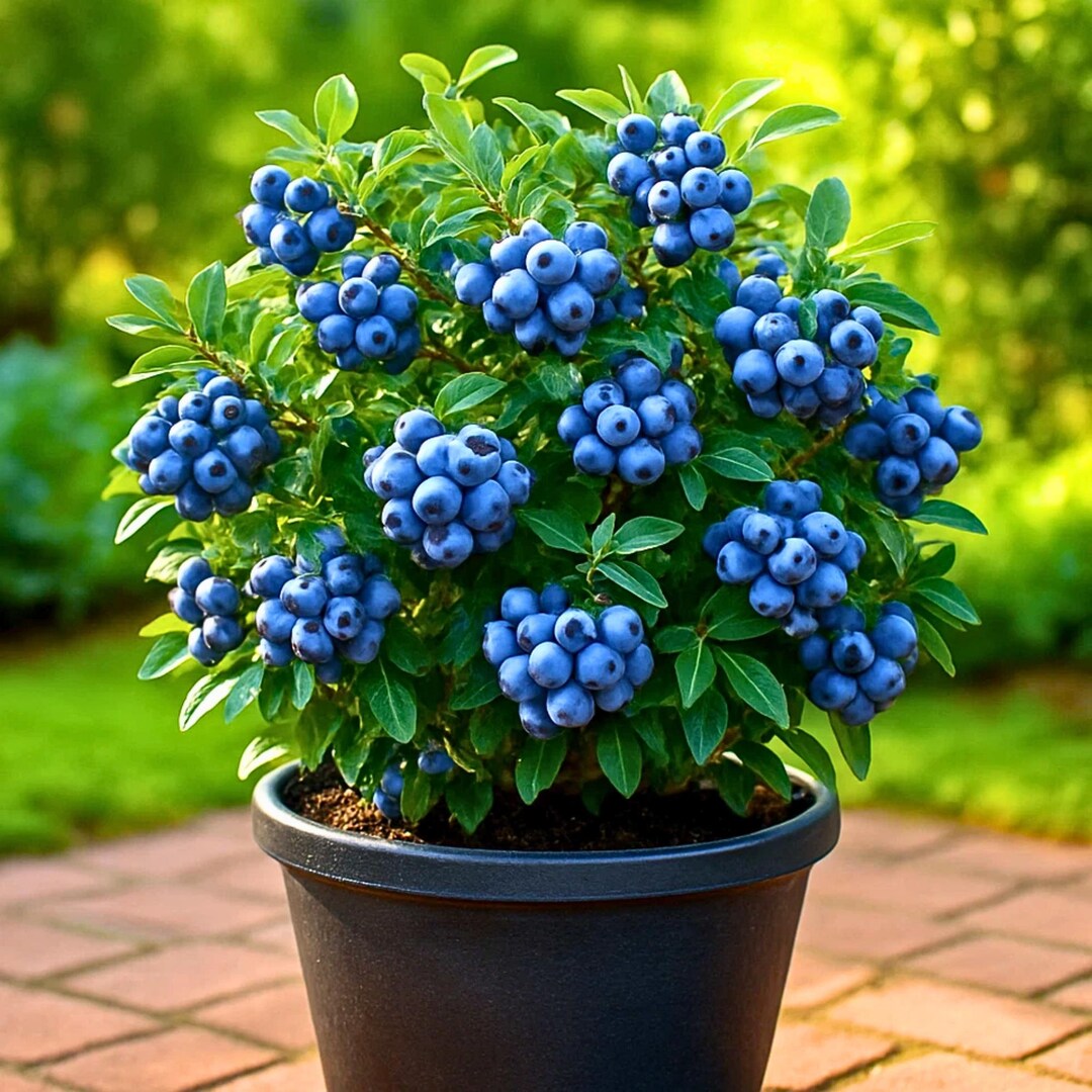 100 European Bilberry Blueberry Seeds | Vaccinium Myrtillus | Hardy ...