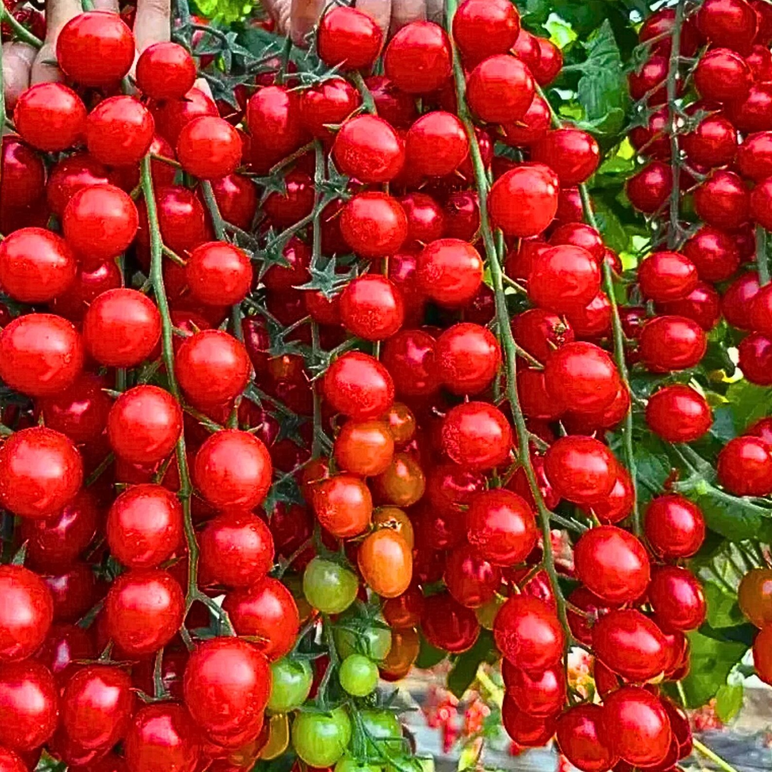 150 Waterfall Cherry Tomato Seeds – Trailing Variety for Hanging ...