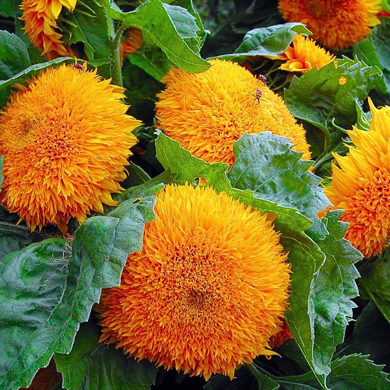 100 Dwarf Teddy Bear Sunflower Seeds | Fluffy Double Blooms | Compact ...