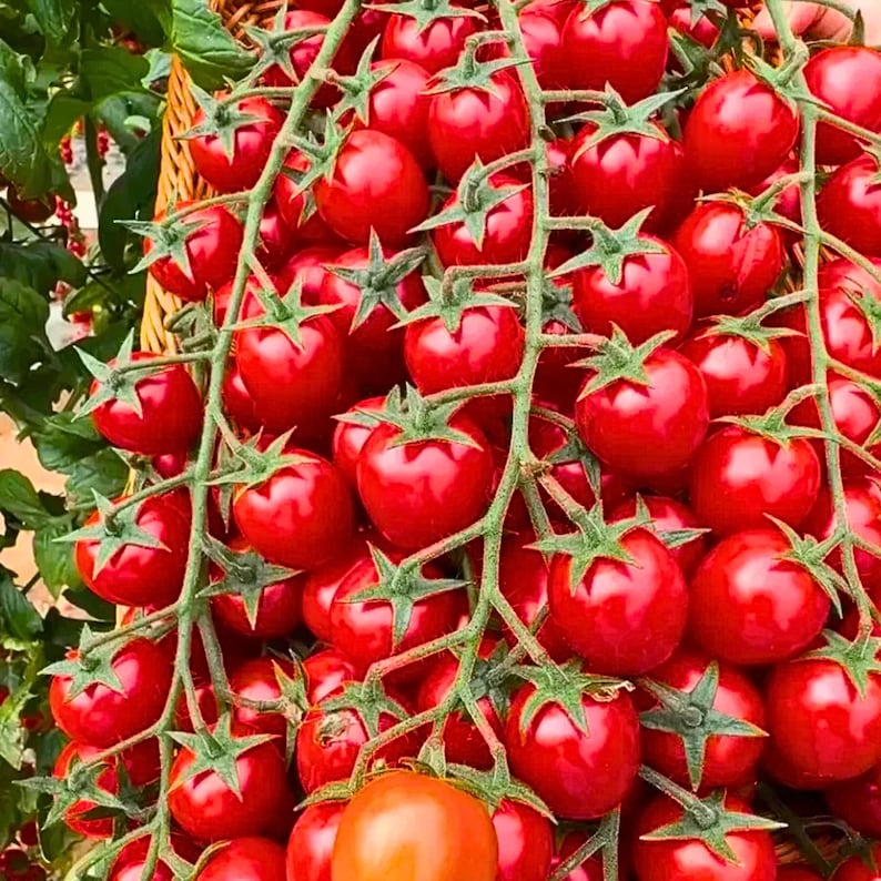 150 Waterfall Cherry Tomato Seeds – Trailing Variety for Hanging ...