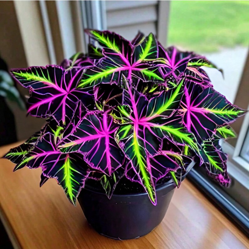 100 Giant Exhibition Coleus Seeds Colorful Foliage Mix | Vibrant ...
