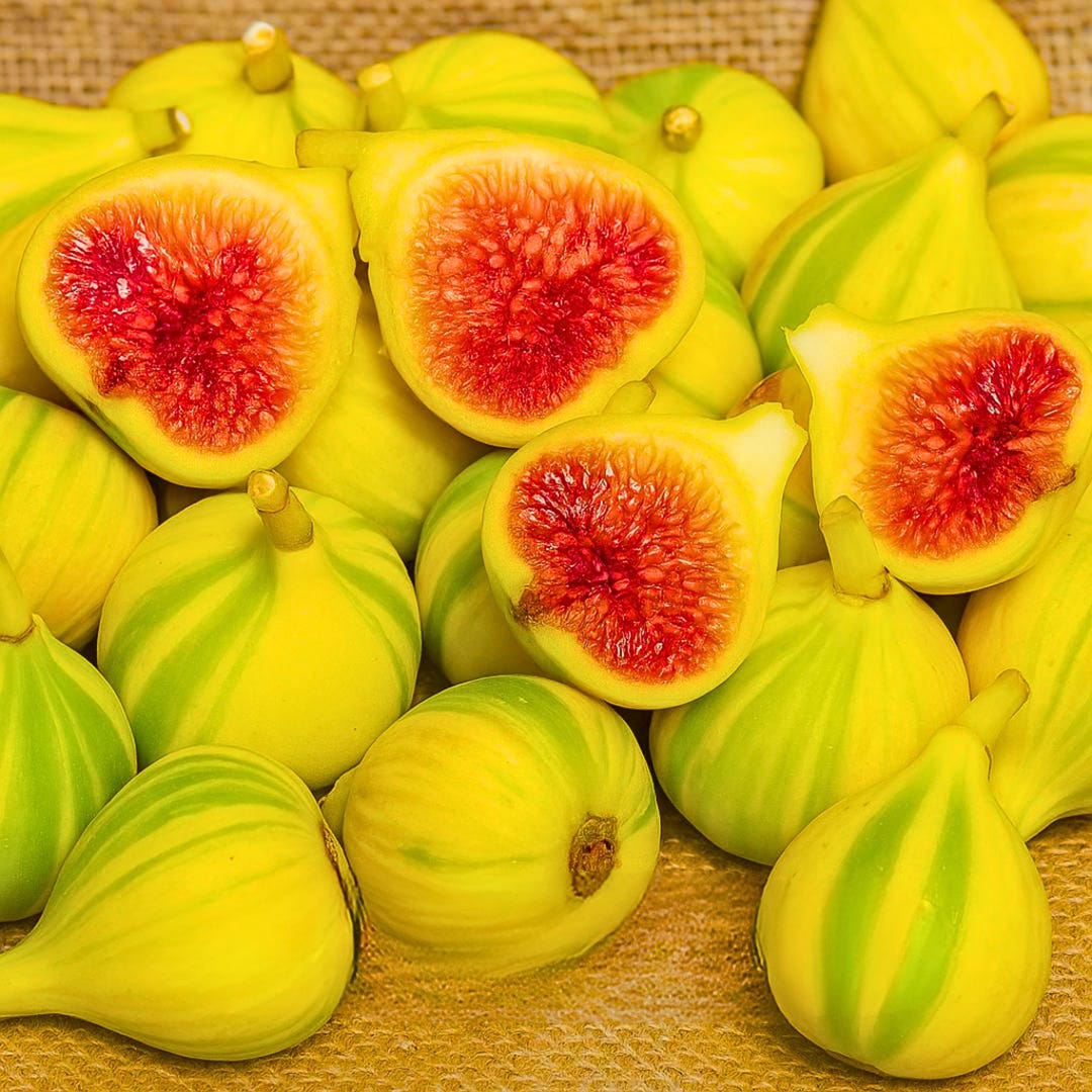 100 Panache Tiger Stripe Fig Seeds – Striped Sweet Fig Variety for Home ...