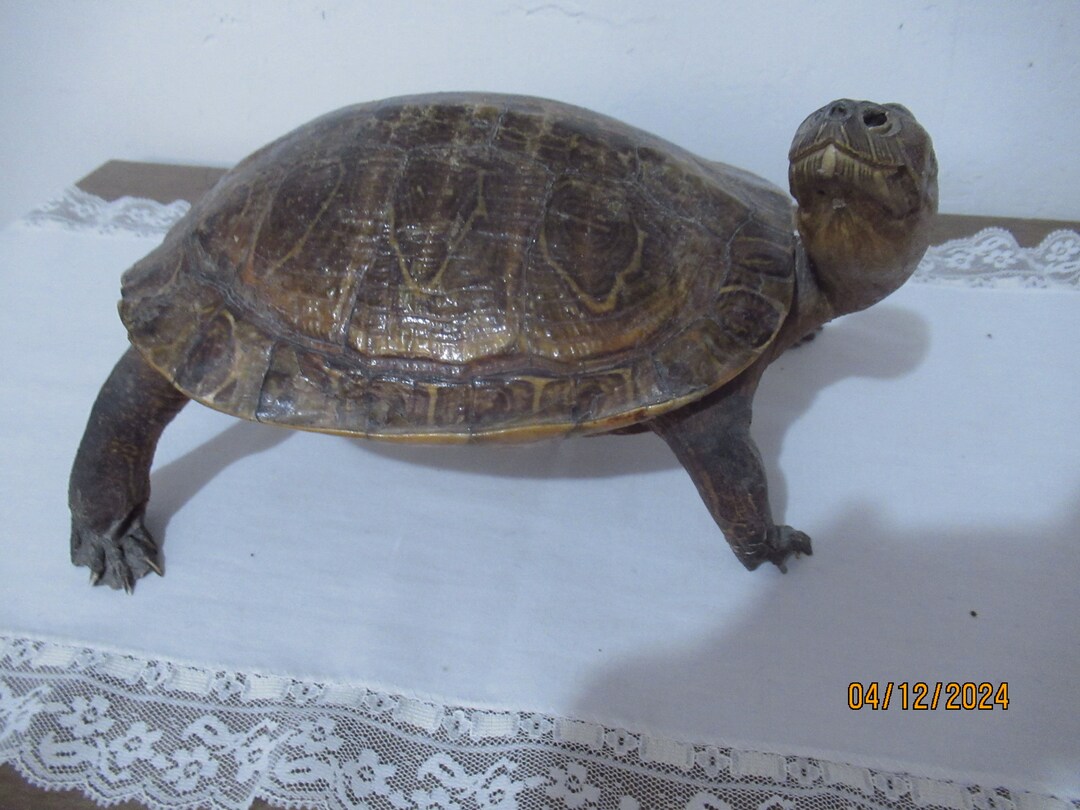 Vintage Full Body Mount Turtle Tortoise Taxidermy Specimen 11x8 Missing ...