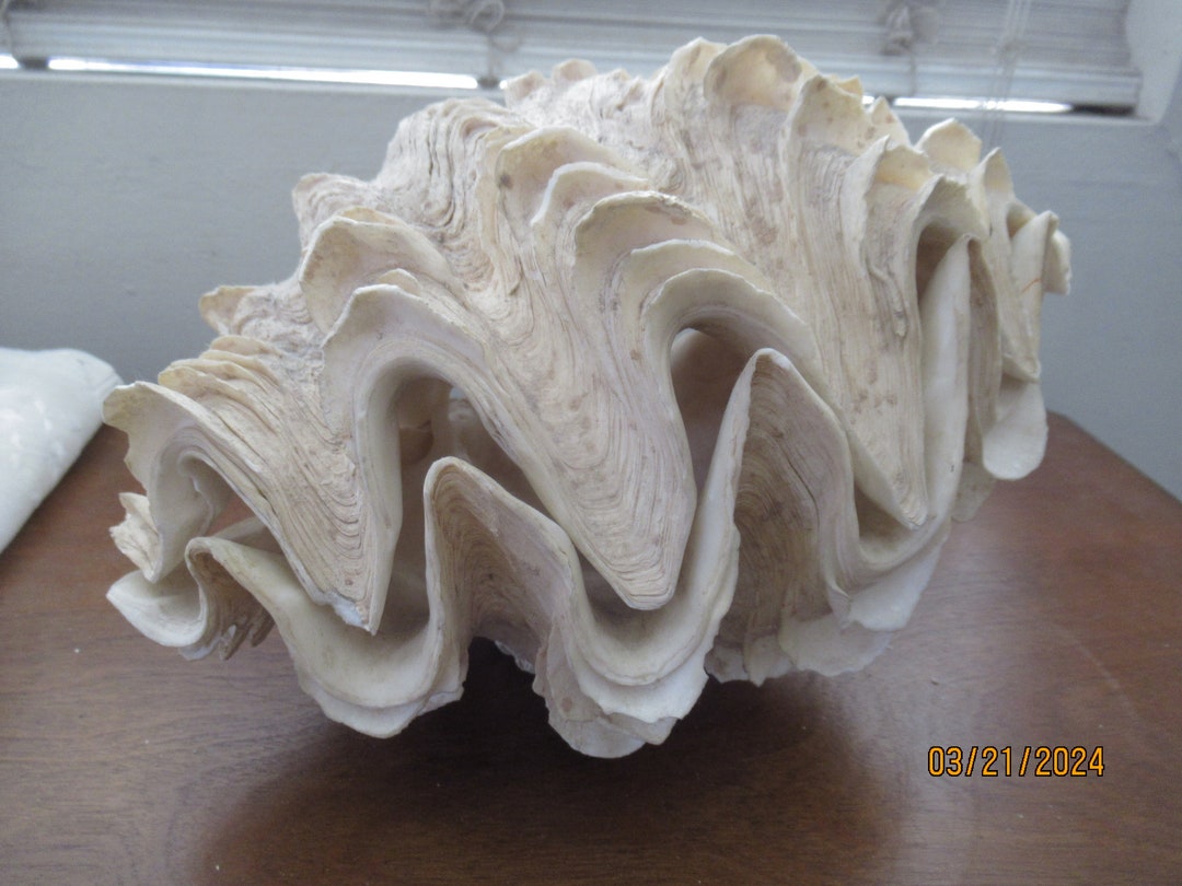 Rare Htf Giant Clam Shell Pair Ruffled Specimen South Pacific 6lbs ...