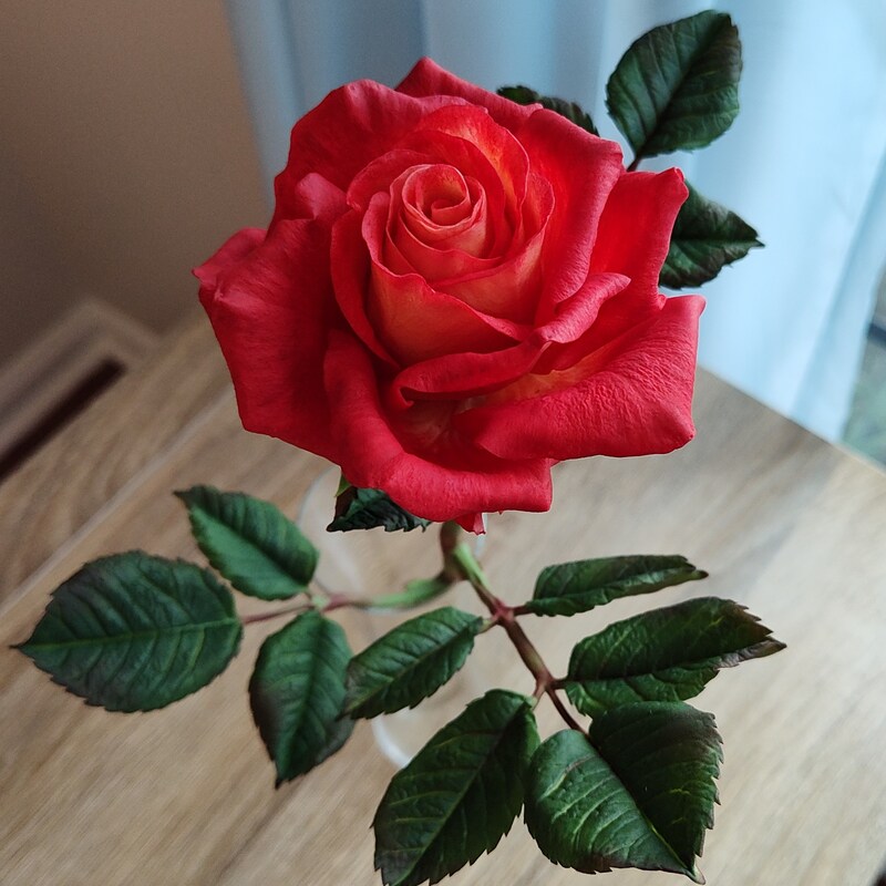 Polymer Clay Roses - Etsy