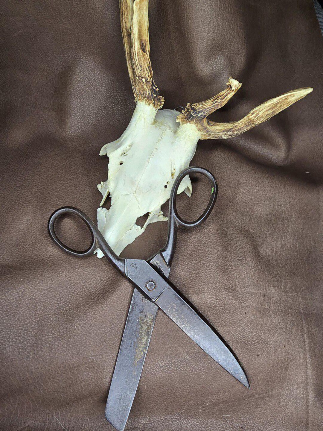 Antique Tailor's Scissors 20 Cm – Engraved Pelicans/herons – Old ...