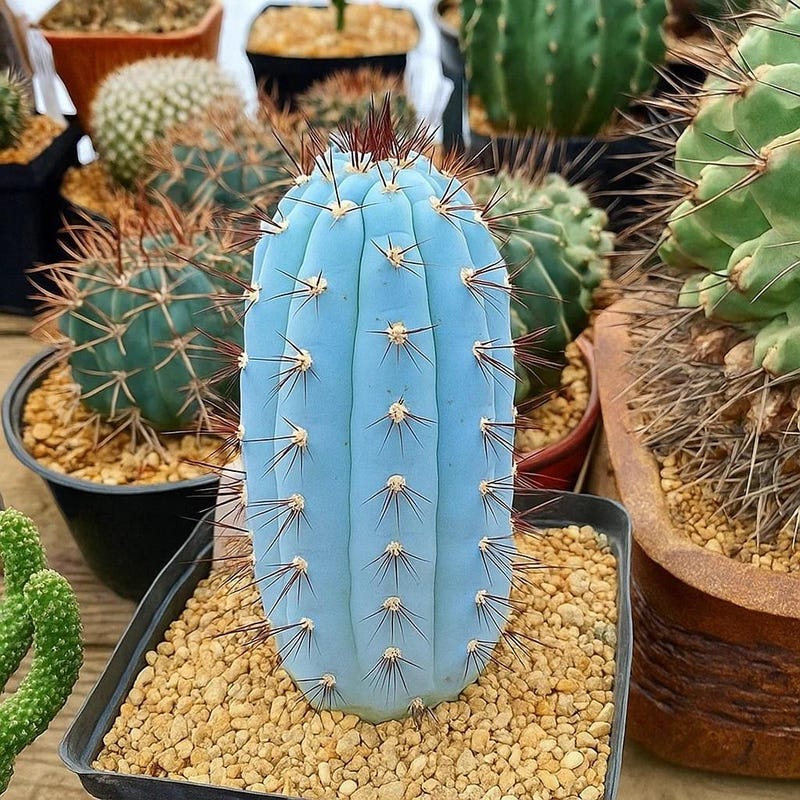 Heavy R Forcing Cactus Inside Teen - Etsy Canada