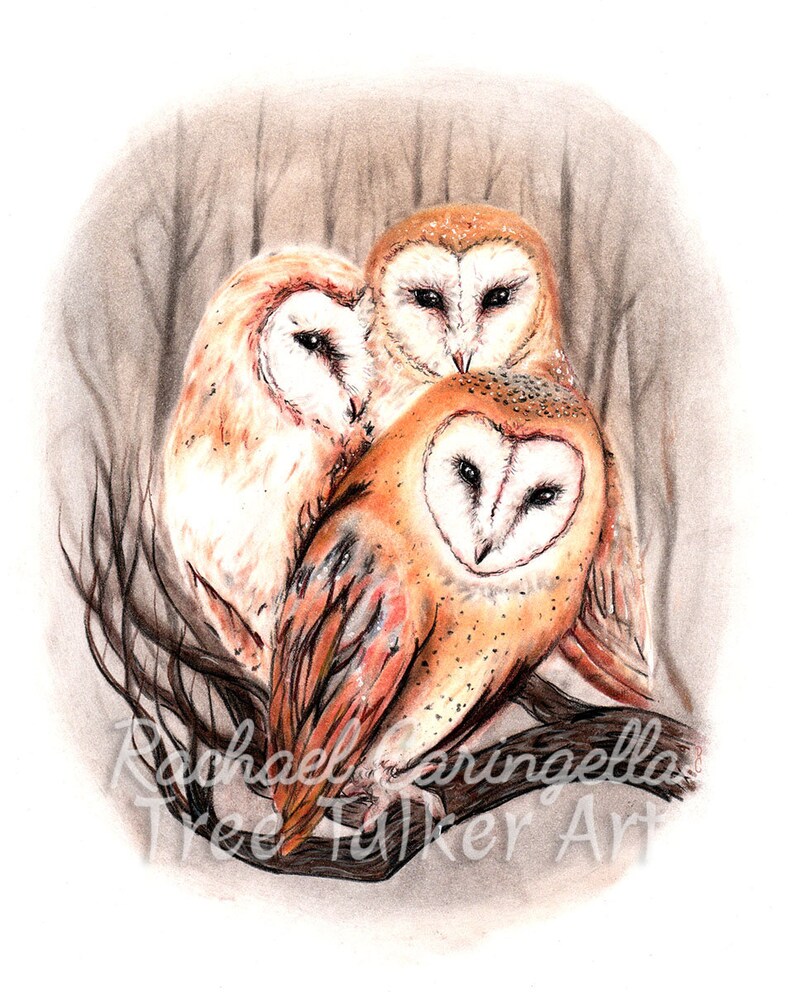Barn Owls Barn Owl Art Realistic Owls by Tree Talker Art | Etsy