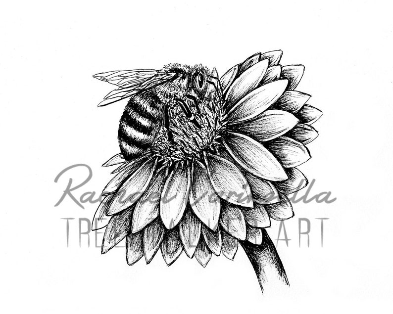 Honey Bee Flower Art Giclee Fine Art Print Pen and Ink - Etsy